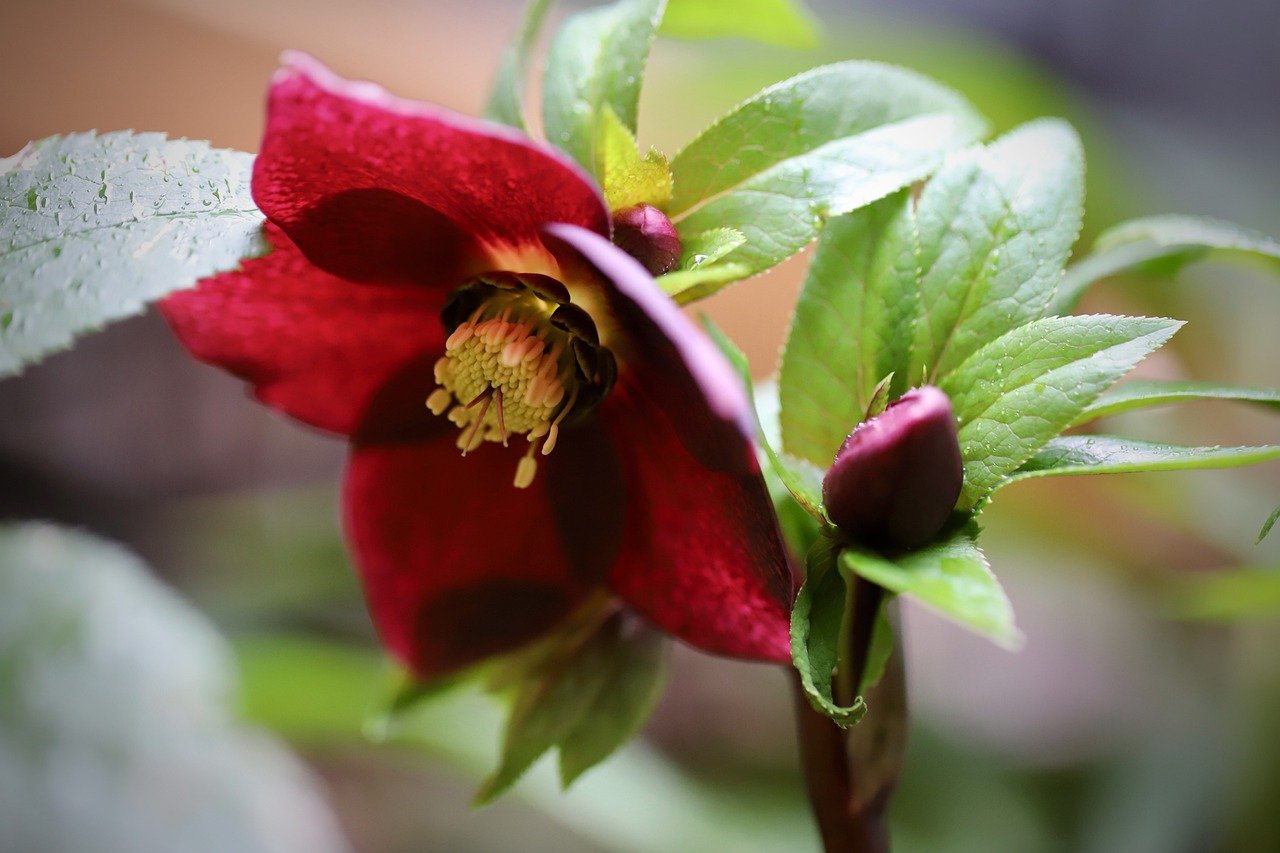 Rose de Noël (Helleborus niger) – Centre Antipoisons