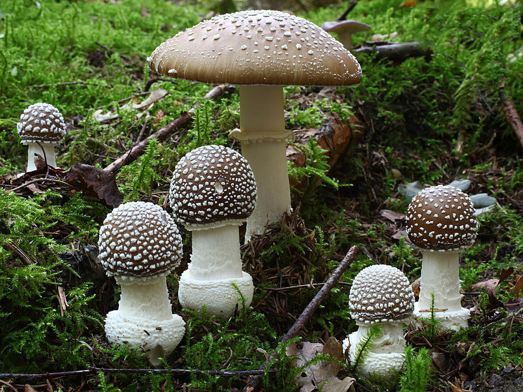 Amanite panthère (Amanita pantherina) – Centre Antipoisons