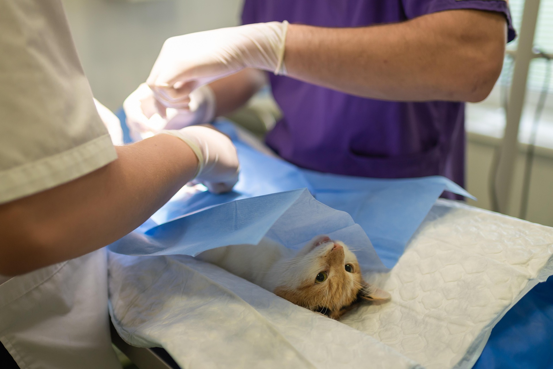 Intoxication aux rodenticides à base d’alpha-chloralose chez le chien ...